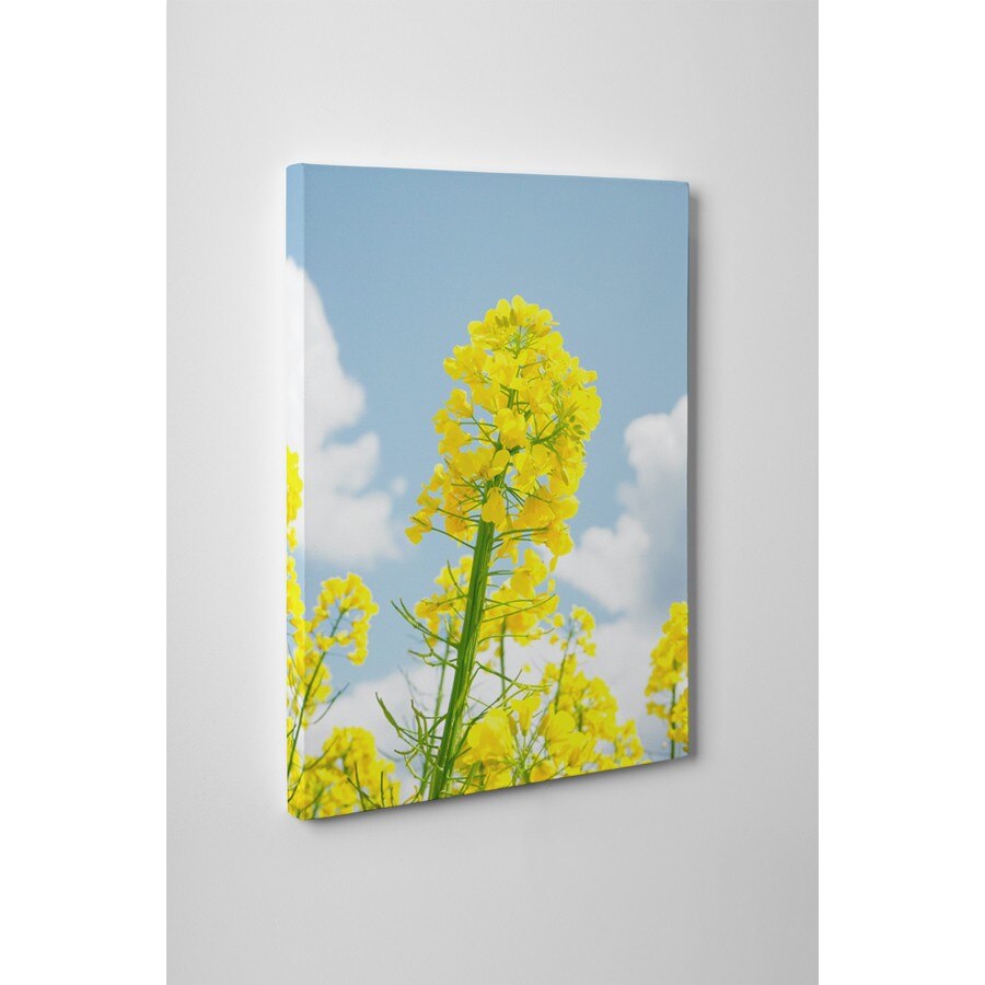 Floare de rapita - Tablou Canvas - 25x35 cm - eMAG.ro