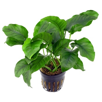 Decoruri si plante artificiale acvarii STOFFELS - eMAG.ro