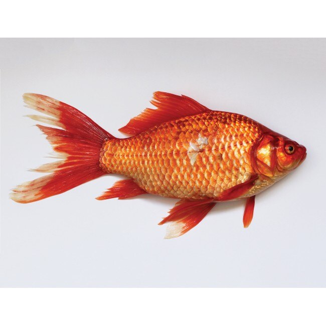 Pestele rosu - Tablou Canvas - 80x105 cm - eMAG.ro