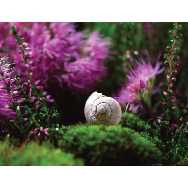 Melc - Tablou Canvas - 25x35 cm - eMAG.ro