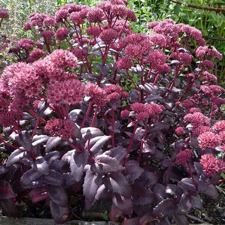 Sedum Purple Emperor - planta perenă suculentă, flori roz, 45-60cm, 1 ...