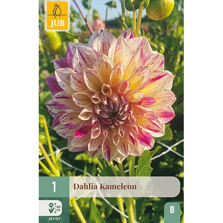 Далия Dahlia Kameleon, Jub, Луковици на цветя, 1 бр - eMAG.bg