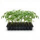 Set 20 rasaduri rosii Inima de Bou Roz, productie ridicata, pentru ...