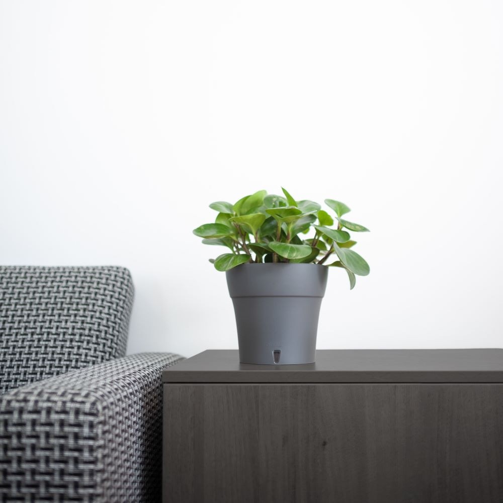 Ghiveci Happy plants Dali - Verde - Gri 23 cm (7.8 litri) - eMAG.ro