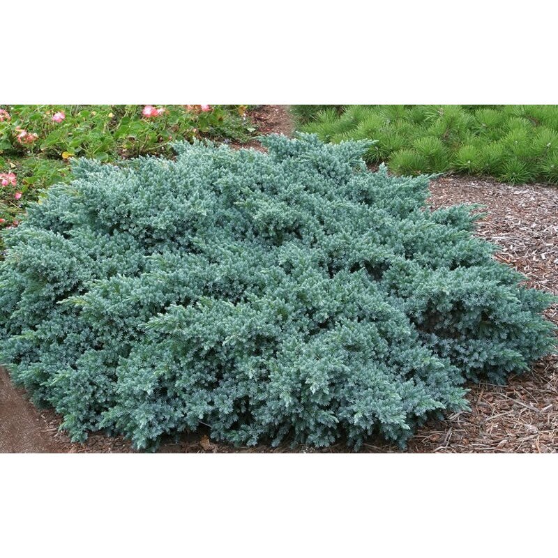 Ienupar - Juniperus Squamata Blue Star 20 - 40 cm - eMAG.ro