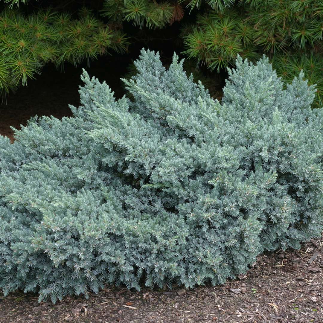 Ienupar - Juniperus Squamata Blue Star 20 - 40 cm - eMAG.ro