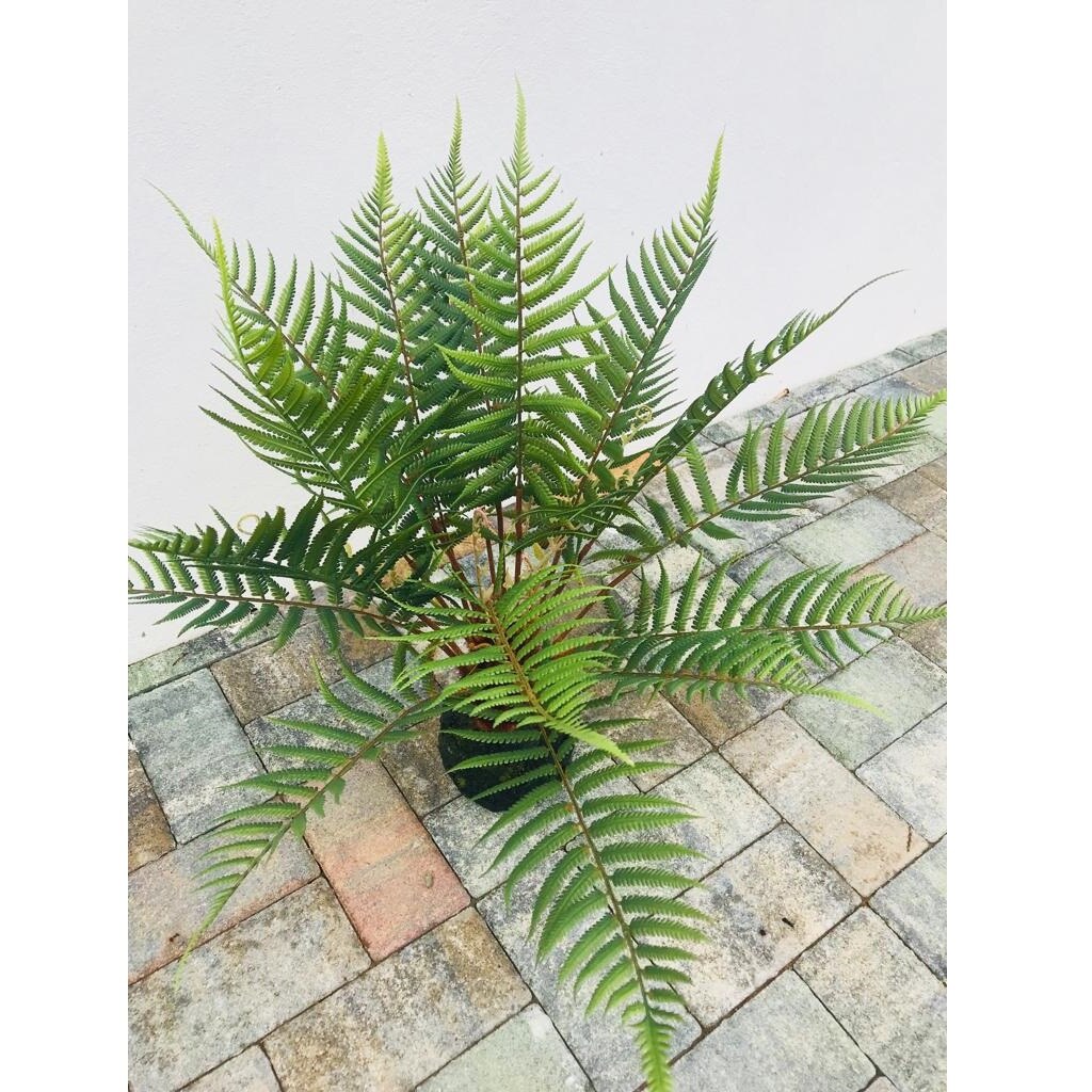 Feriga artificiala pentru ghiveci - 60 cm - eMAG.ro