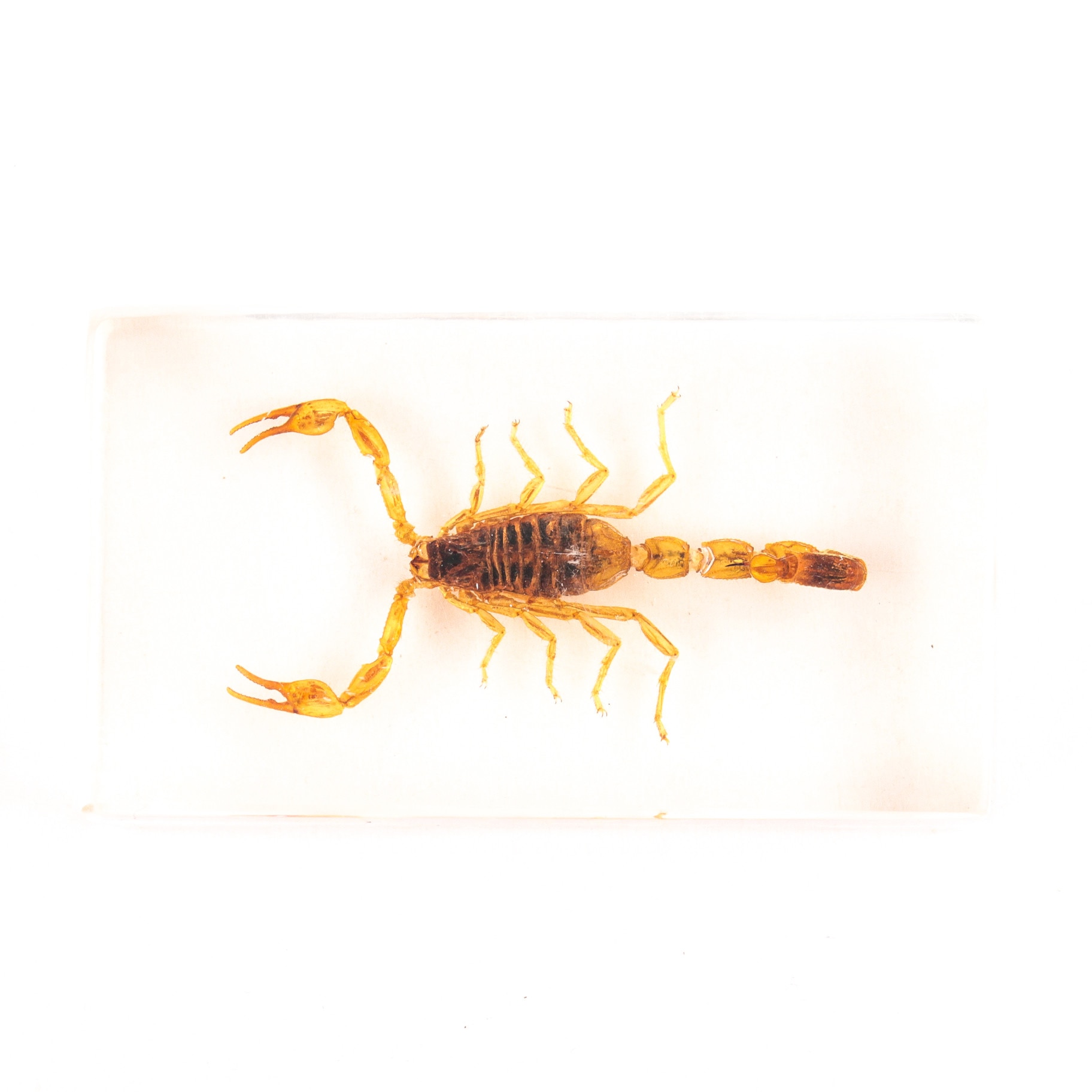 Insecte din toata lumea - Scorpionul manciurian auriu - eMAG.ro