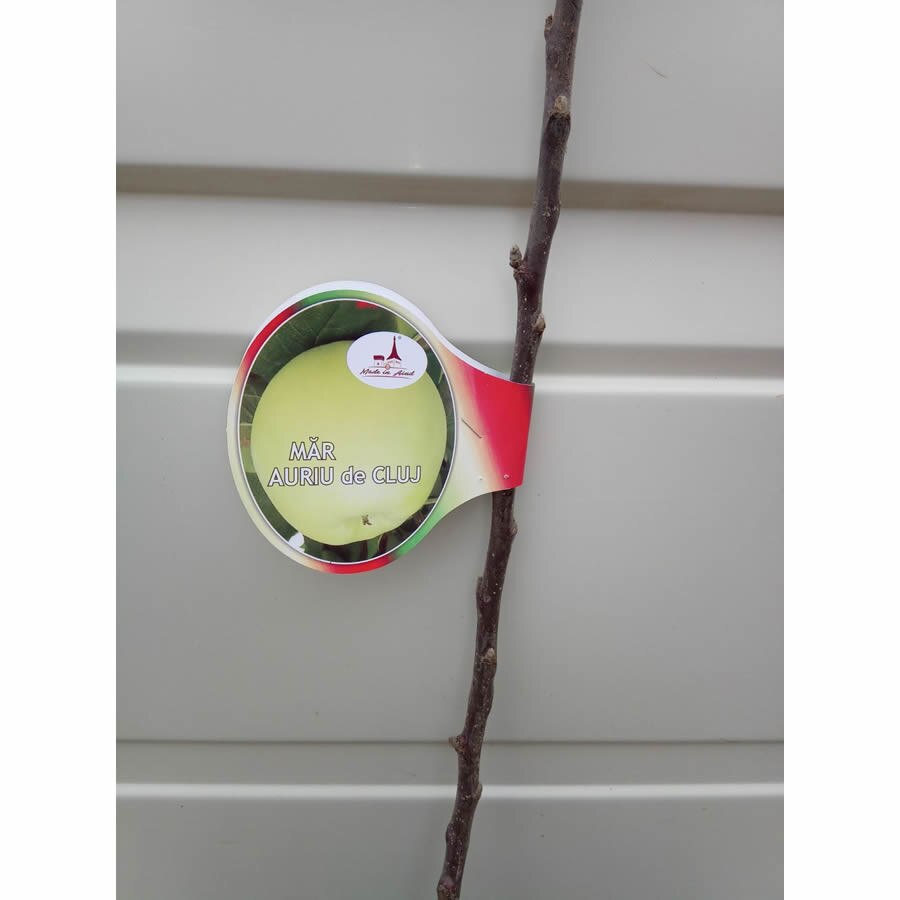 Pom fructifer, mar, Auriu de Cluj - eMAG.ro