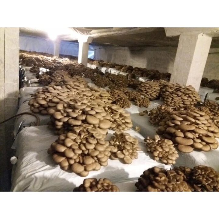 Miceliu pentru ciuperci Pleurotus (Italspawn) 5,7 kg - eMAG.ro