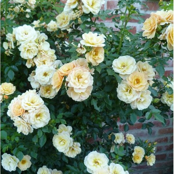 Trandafiri, Deléri, trandafiri taratori si cataratori, Climber, Roz pal ...