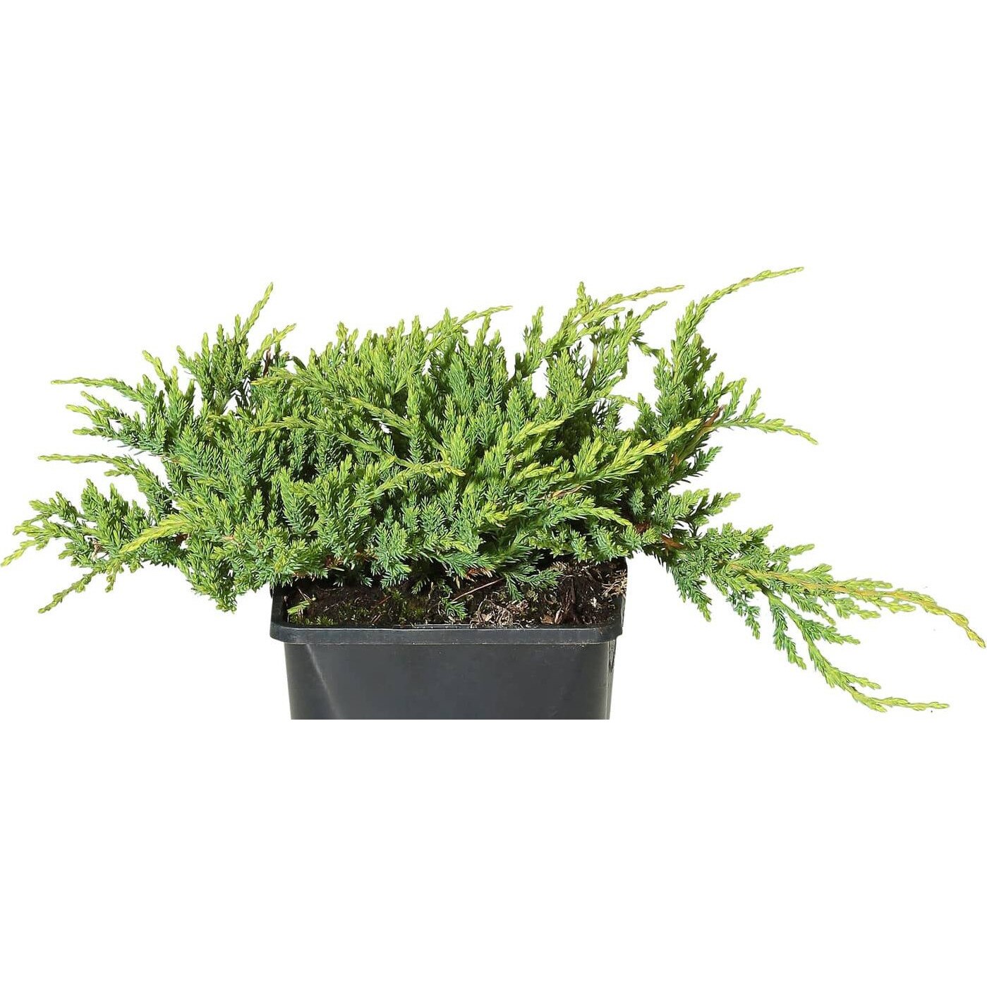 Ienupar - Juniperus "Prince of Wales" clt 20 - eMAG.ro