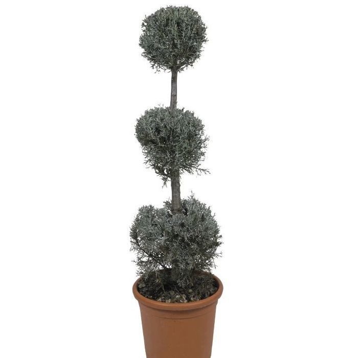 Chiparos de Arizona - Cupressus Arizonica "Fastigiata" - 3 globuri clt ...