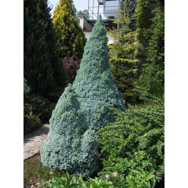 Molid - Picea Glauca Sanders Blue 30 - 40 cm - eMAG.ro