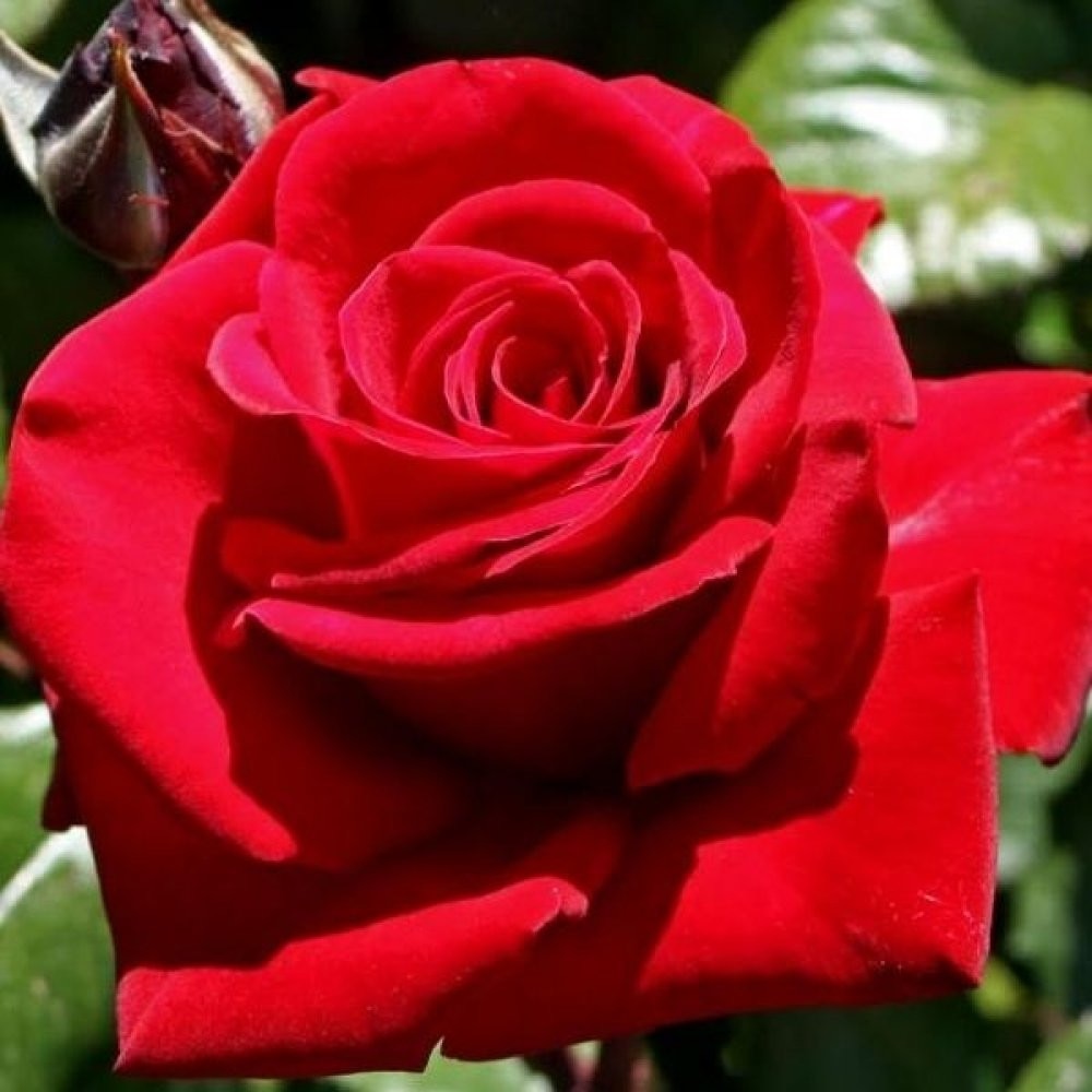 Butasi trandafiri tip tufa Poulman, rosu inchis - eMAG.ro