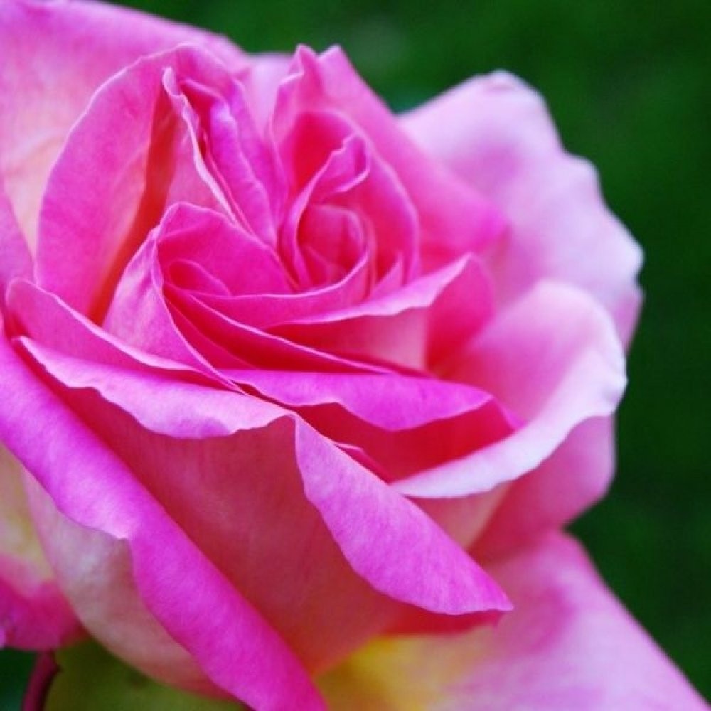 Butasi trandafiri tip tufa Melody, roz pal - eMAG.ro