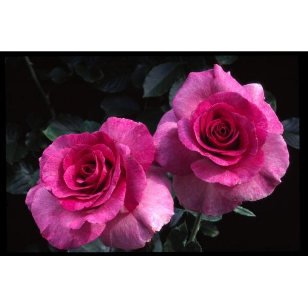 Butasi trandafiri tip tufa Melody, roz pal - eMAG.ro