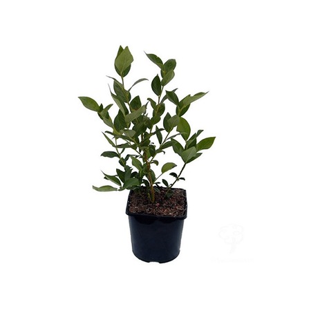 Arbust fructifer, Afin Chandler, la ghiveci de 2l - eMAG.ro