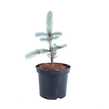 Brad argintiu altoit - Picea Pungens Hoopsii 30 - 40 cm - cea mai ...