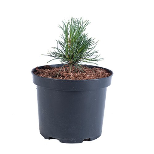 Zambru - Pinus Cembra 20 - 30 cm - eMAG.ro