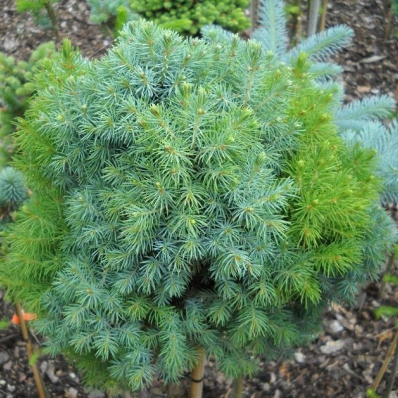 Molid - Picea Glauca Sanders Blue 30 - 40 cm - eMAG.ro