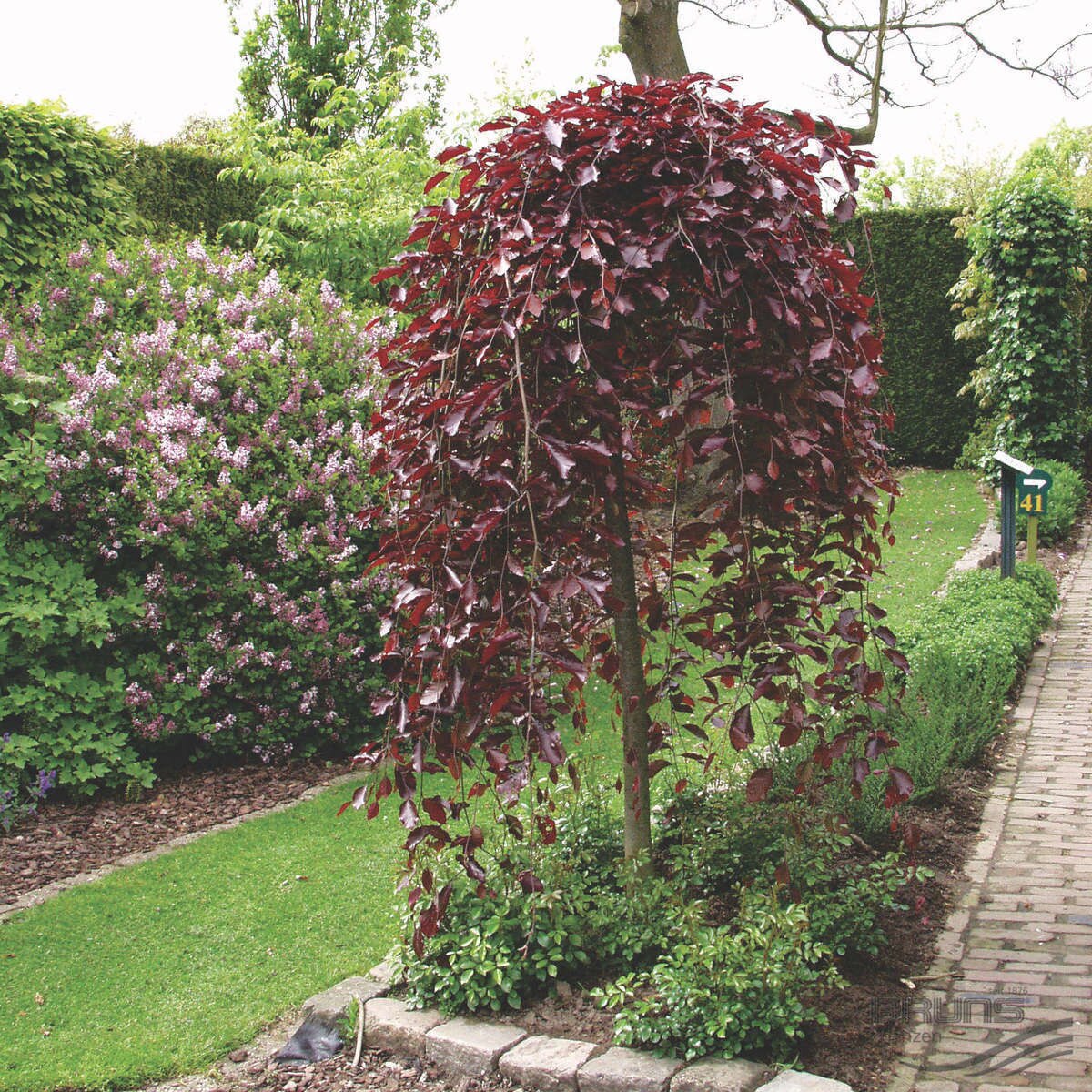 Fag - Fagus Sylvatica Purpurea Pendula 160 - 180 cm - eMAG.ro