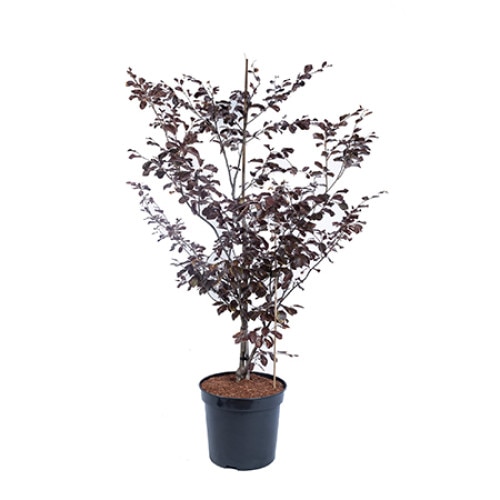 Fag - Fagus Sylvatica Purpurea Pendula 160 - 180 cm - eMAG.ro