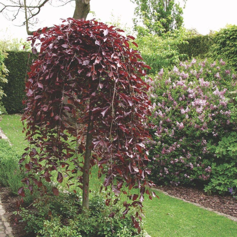 Fag - Fagus Sylvatica Purpurea Pendula 160 - 180 cm - eMAG.ro