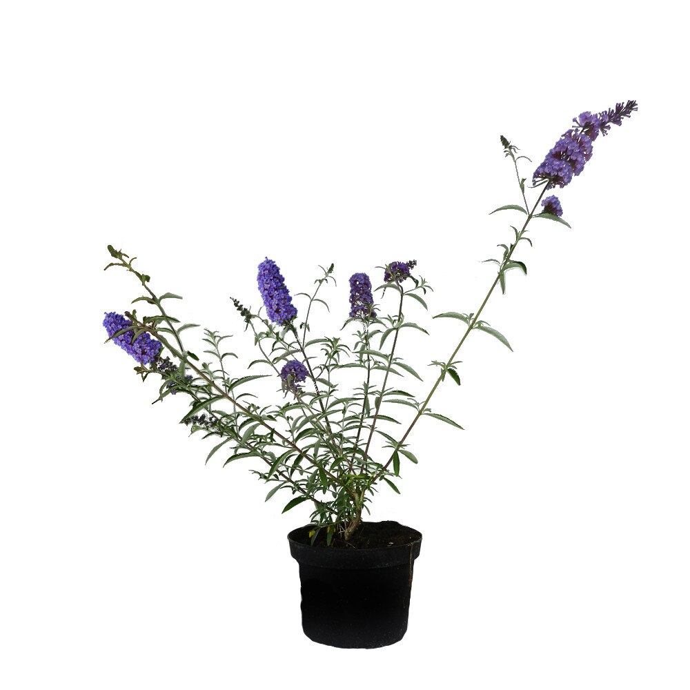 Liliac de vara pitica - Buddleja davidii 'Nanho Blue' - eMAG.ro