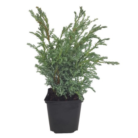 Chiparos - Chamaecyparis Pisifera Baby Blue 20 - 30 cm - eMAG.ro