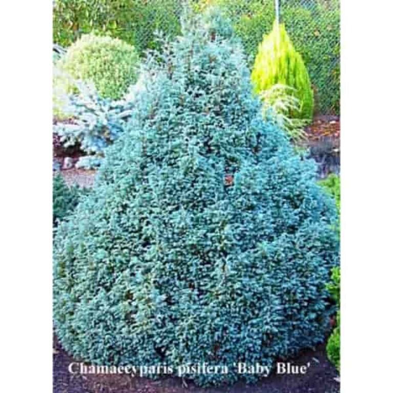 Chiparos - Chamaecyparis Pisifera Baby Blue 20 - 30 cm - eMAG.ro