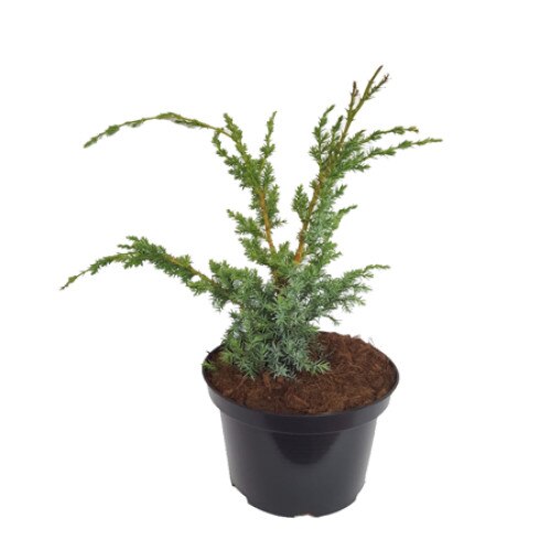Ienupar - Juniperus Chinensis Blue Alps 40 - 60 cm - eMAG.ro