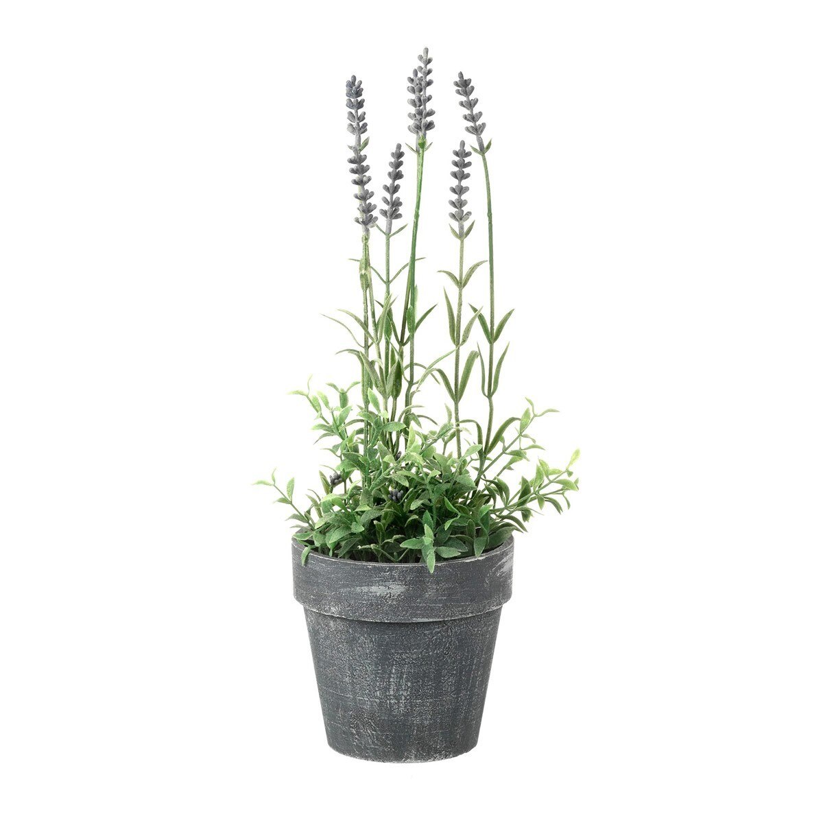 Декоративно растение Parlane Potted lavender, лавандула - eMAG.bg