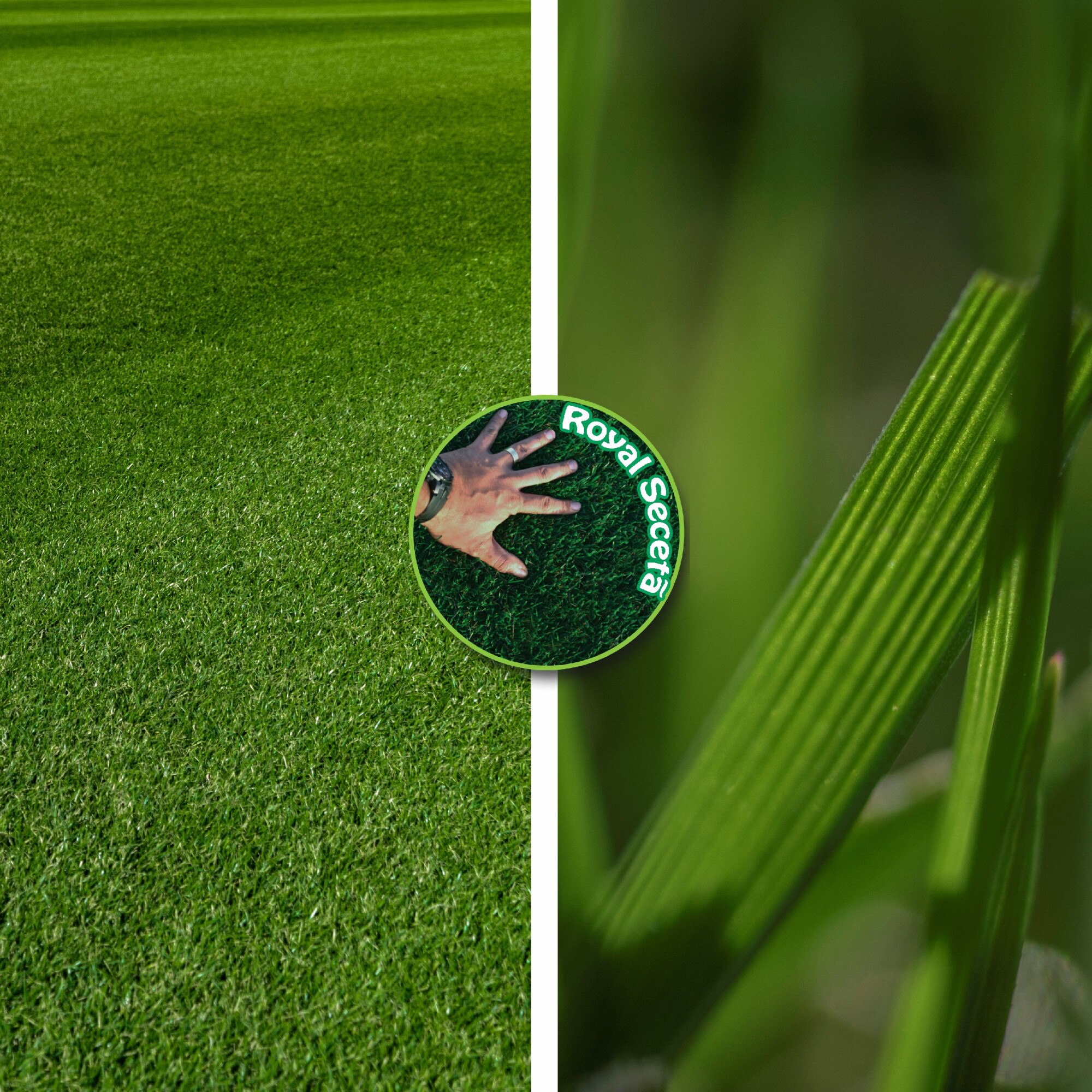 Gazon natural rulat OxyGazon tip Royal Seceta, 1 palet x50 mp - eMAG.ro