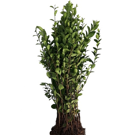 Ligustrum Ovalifolium, Lemn Cainesc - gard viu, 30-40 cm, pachet 100 ...