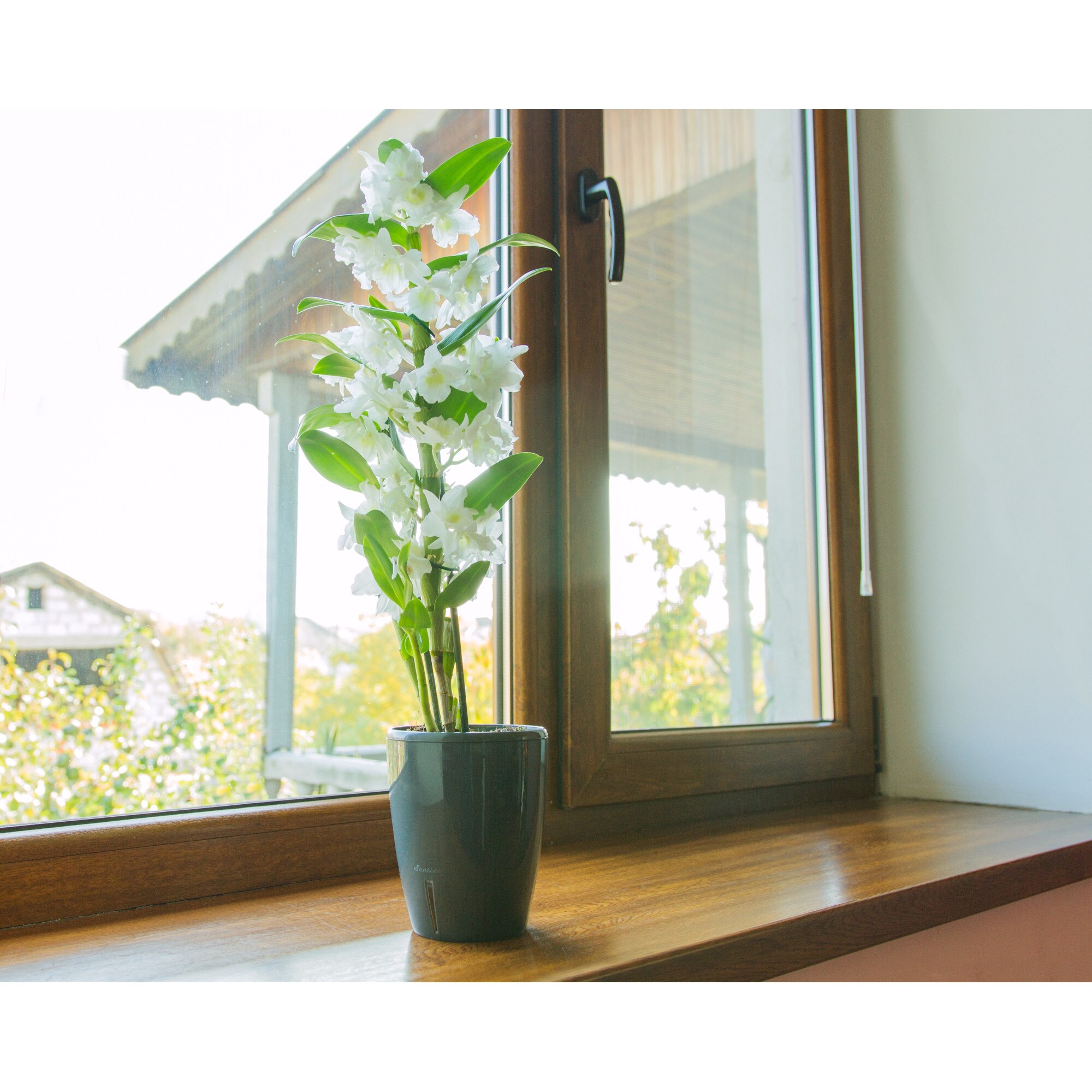 Ghiveci inteligent pentru orhidee cu sistem de autoudare Orhideia Twin ...