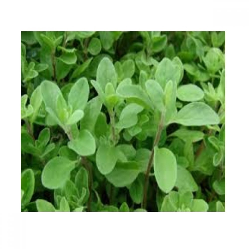 Maghiran, Gradina cu arome, 10 cm - eMAG.ro