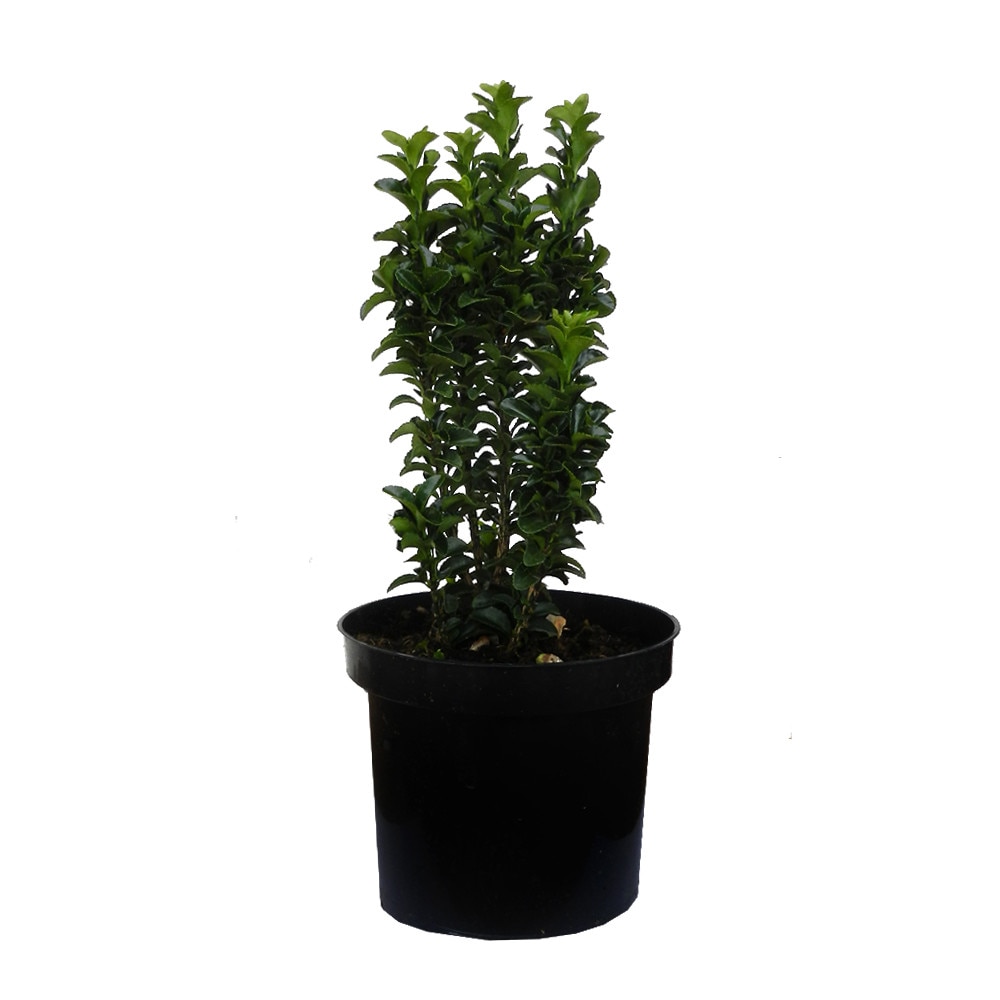 Evonimus columnar - Euonymus japonicus "Green Spire" - eMAG.ro