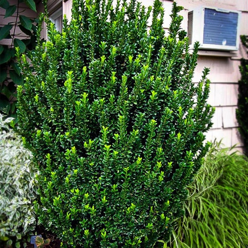 Evonimus columnar - Euonymus japonicus "Green Spire" - eMAG.ro