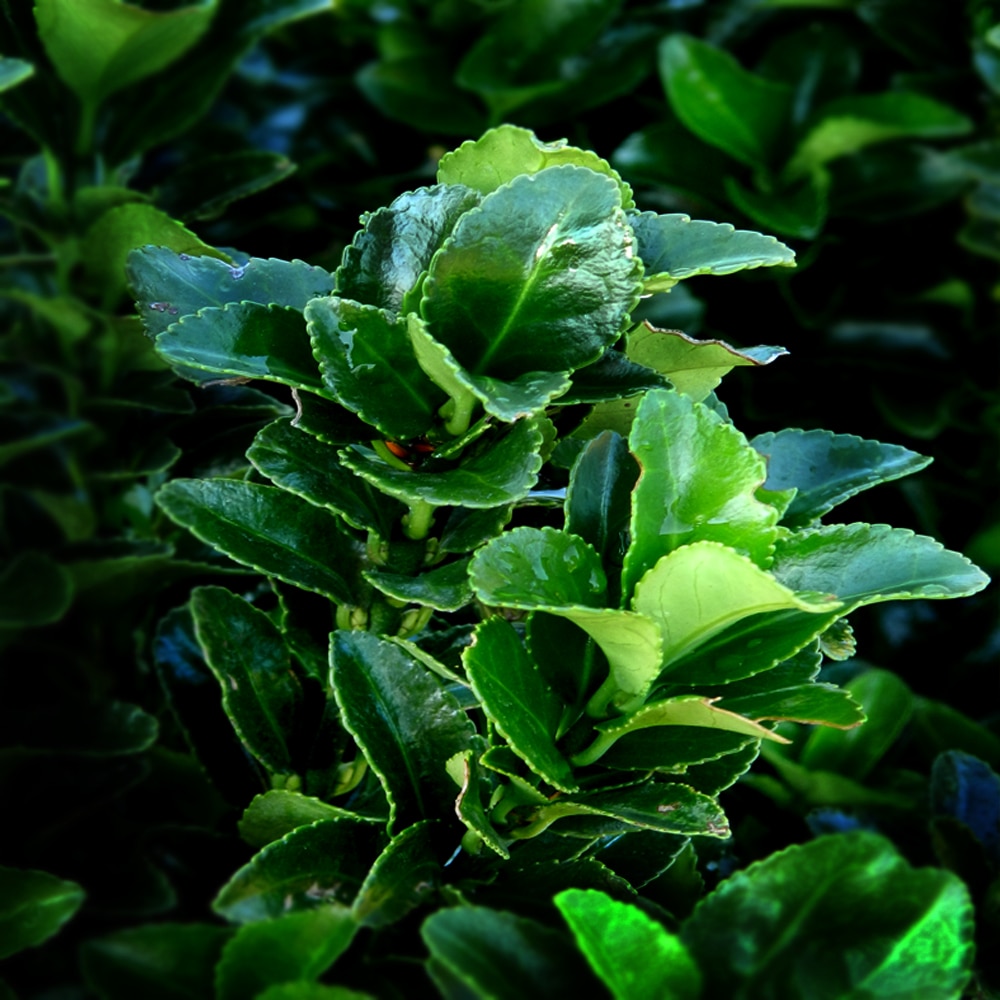 Evonimus columnar - Euonymus japonicus "Green Spire" - eMAG.ro