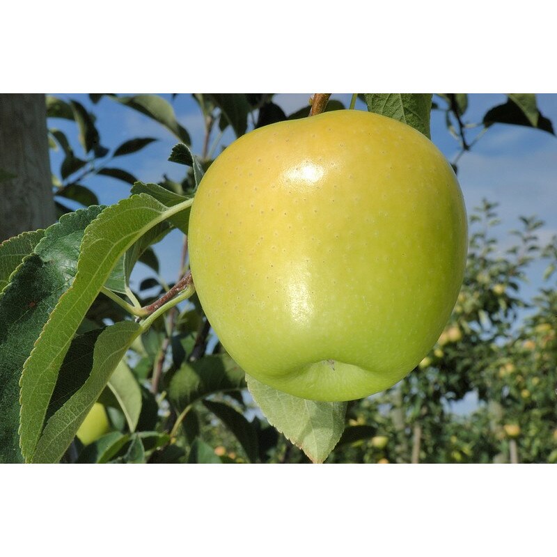 Pom fructifer - Mar Golden Reinders M9 - eMAG.ro