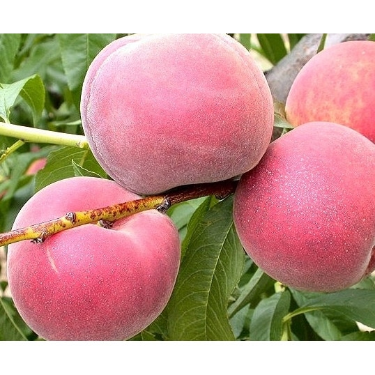 Pom fructifer - Piersic Dixired - eMAG.ro