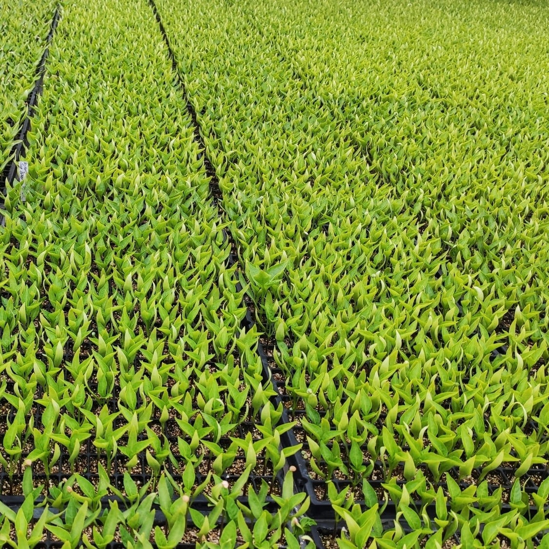 Alveole, tavite pentru rasaduri cu 70 celule 51 x 33 x 4.4 cm, D. 4 x 4 ...