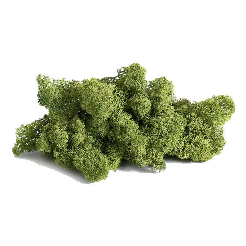 Licheni stabilizati verde maslin - cutie 4 kg - eMAG.ro