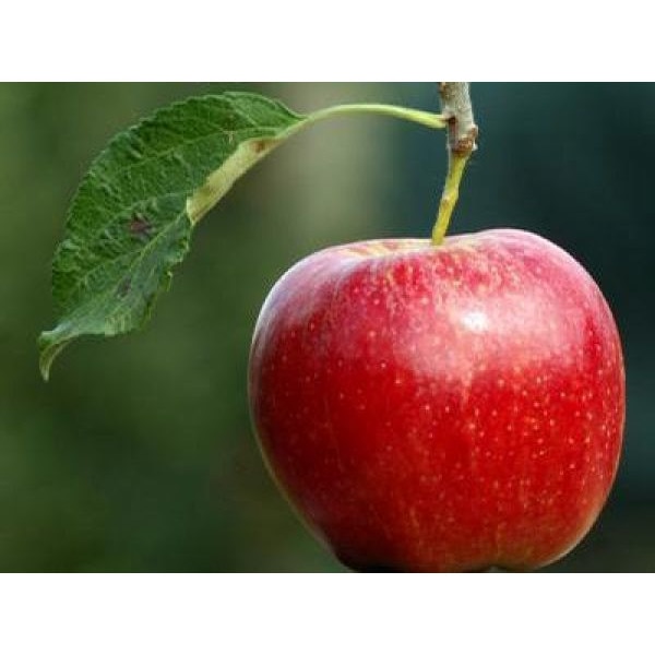 Pom fructifer, Mar, Ionathan, 10 buc - eMAG.ro