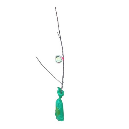 Pom fructifer, Mar, Ionathan, 10 buc - eMAG.ro