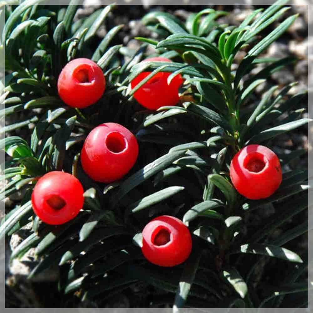 Tisa columnara - Taxus baccata "Fastigiata" - eMAG.ro