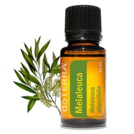 Melaleuca - етерично масло от чаено дърво - 15 ml doTERRA, за да сте ...