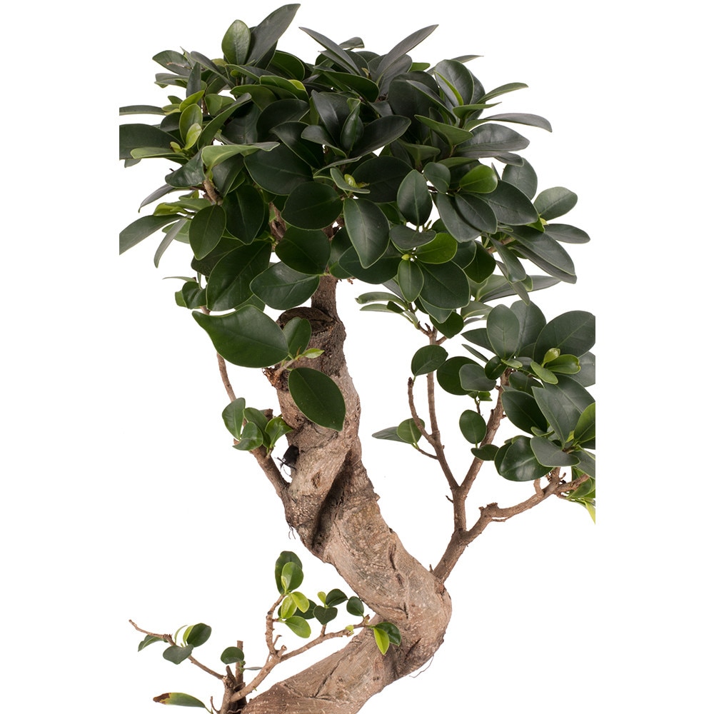 Ficus Bonsai la ghiveci, Flori24, interior/exterior, Flori24 - eMAG.ro
