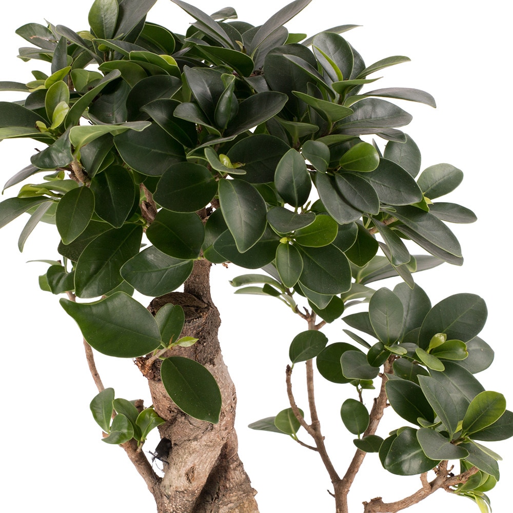 Ficus Bonsai la ghiveci, Flori24, interior/exterior, Flori24 - eMAG.ro